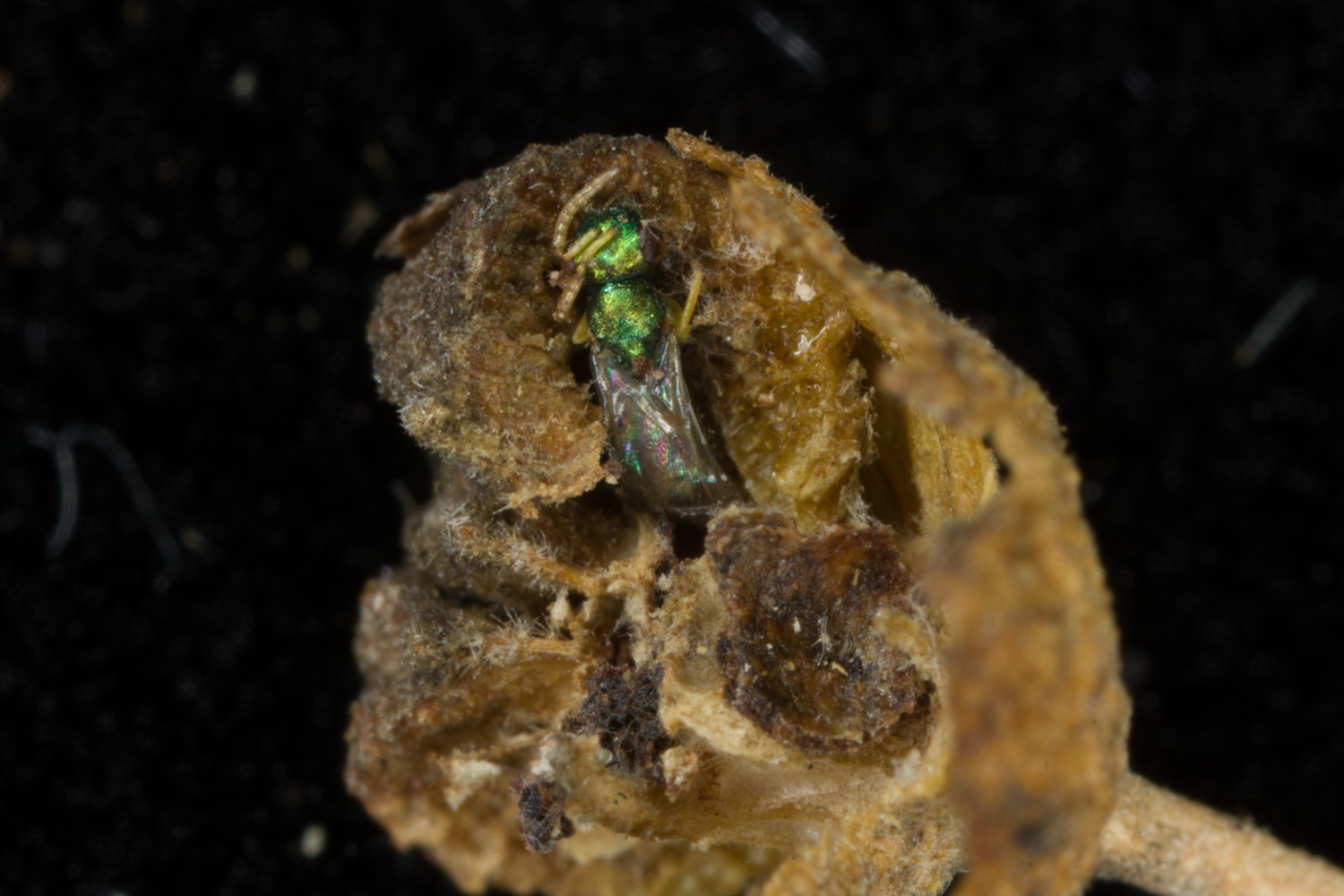 Tiny, But Mighty: Weevils and the Battle for Checkermallow Restoration ...
