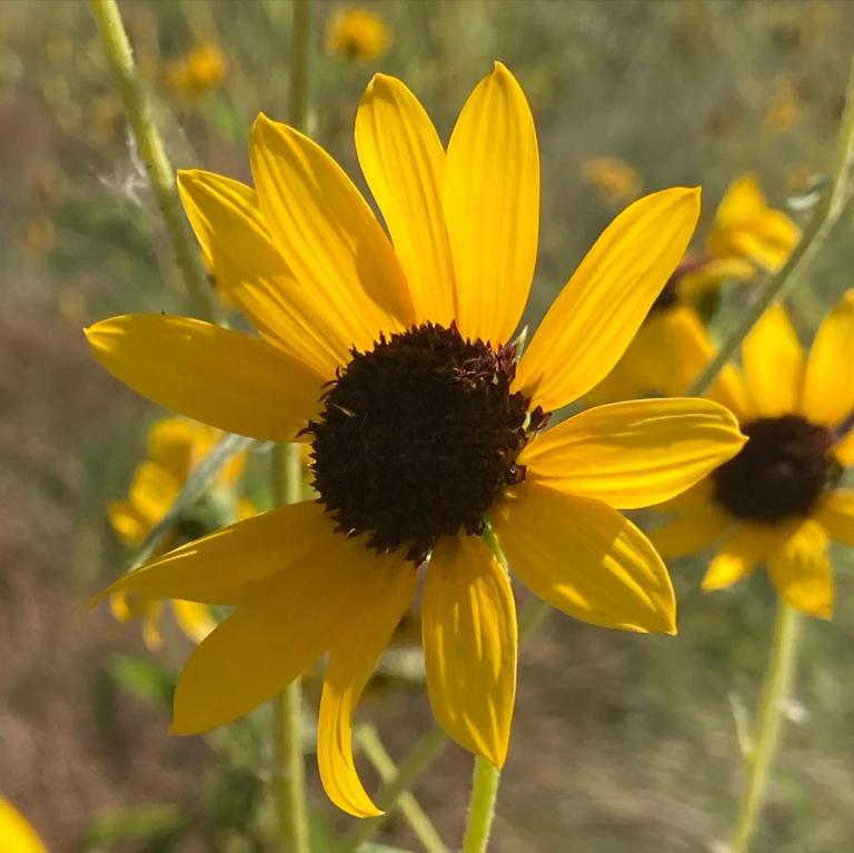 Resources for Conserving Endangered Plants in New Mexico - Institute ...