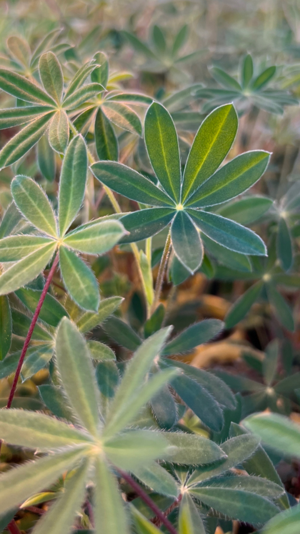 It's Always Spring in the Greenhouse - Institute for Applied Ecology