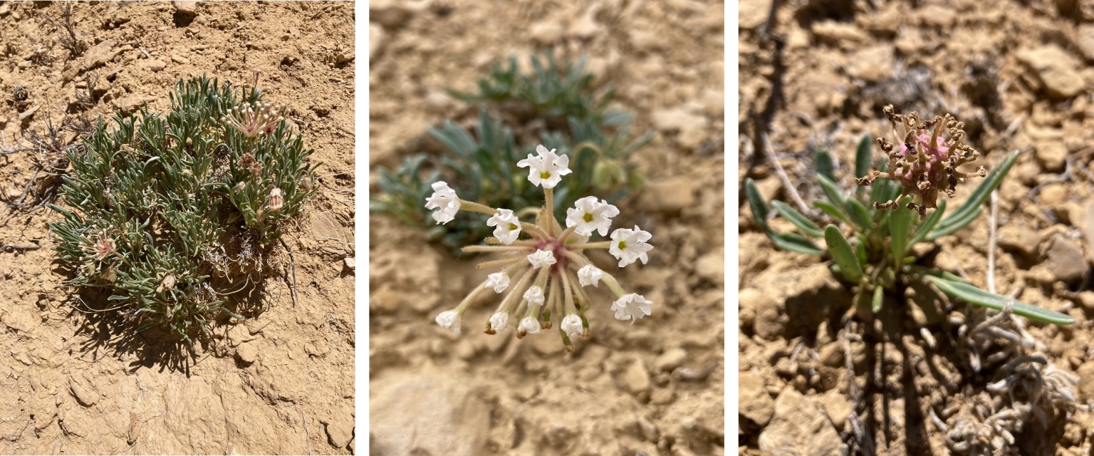 Raring to Go: An Inside Look at the Rare Plants Field Season ...