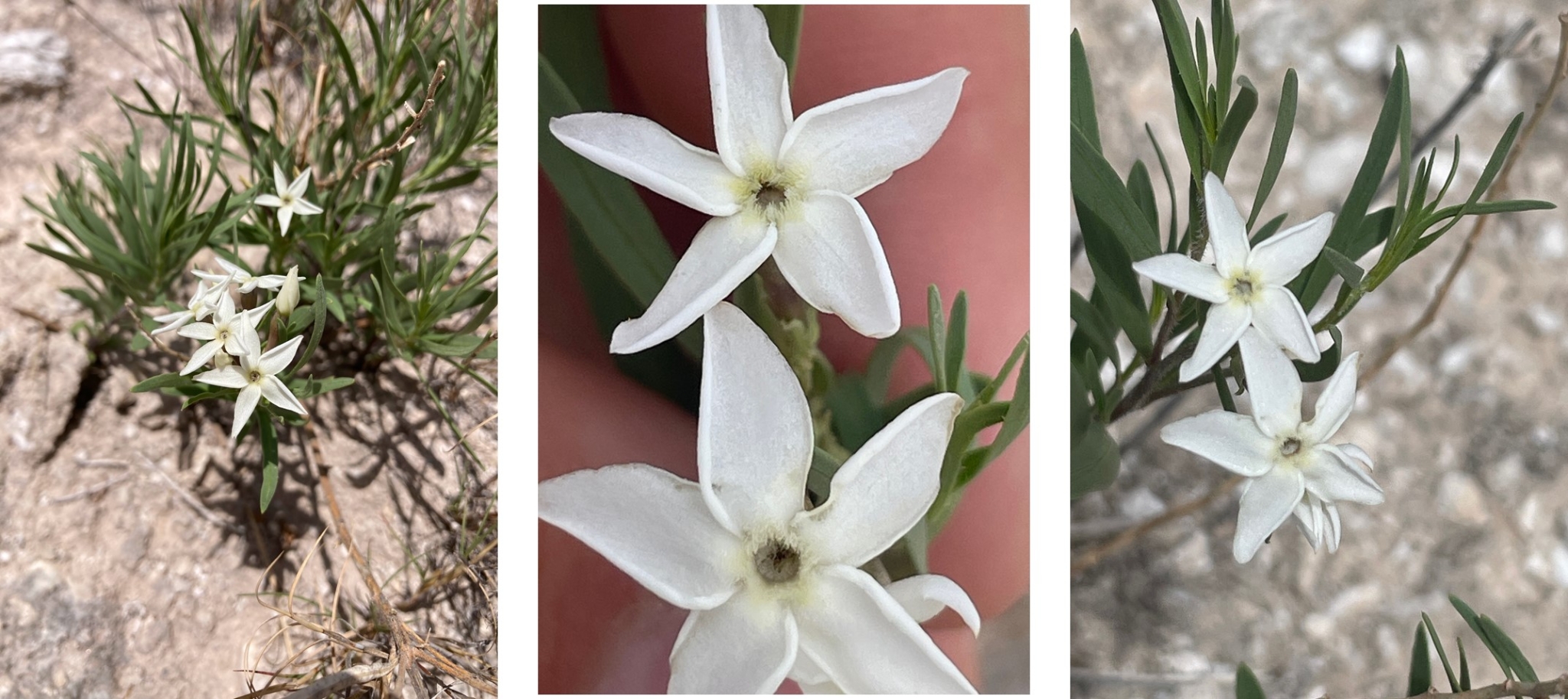Raring to Go: An Inside Look at the Rare Plants Field Season ...