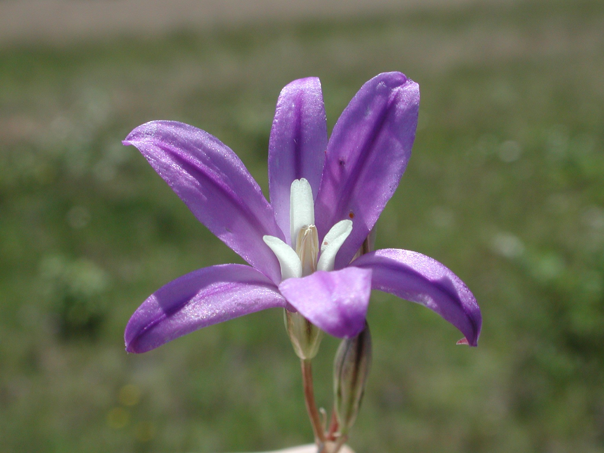 Native Plants - Institute for Applied Ecology