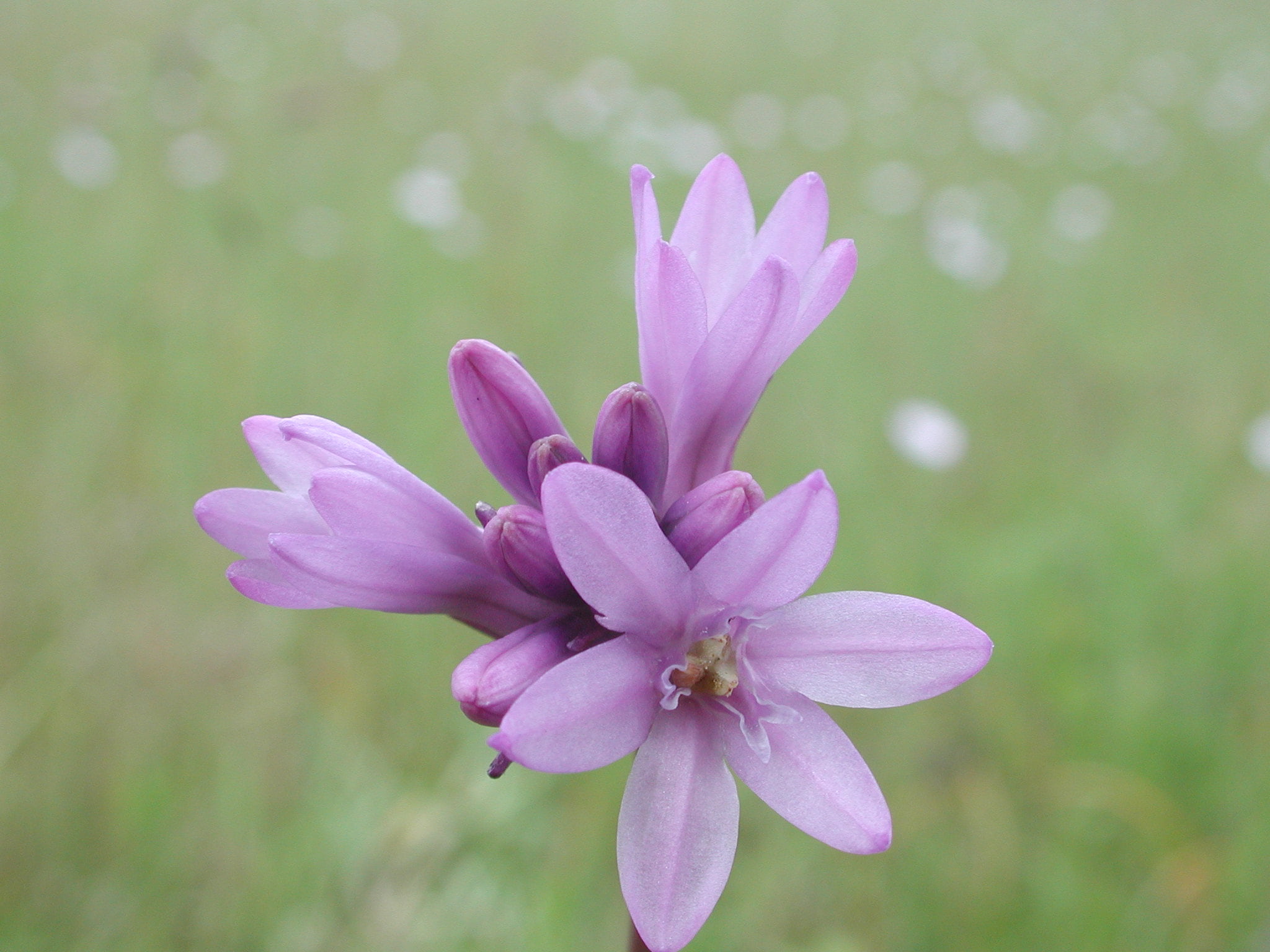 Native Plants - Institute for Applied Ecology