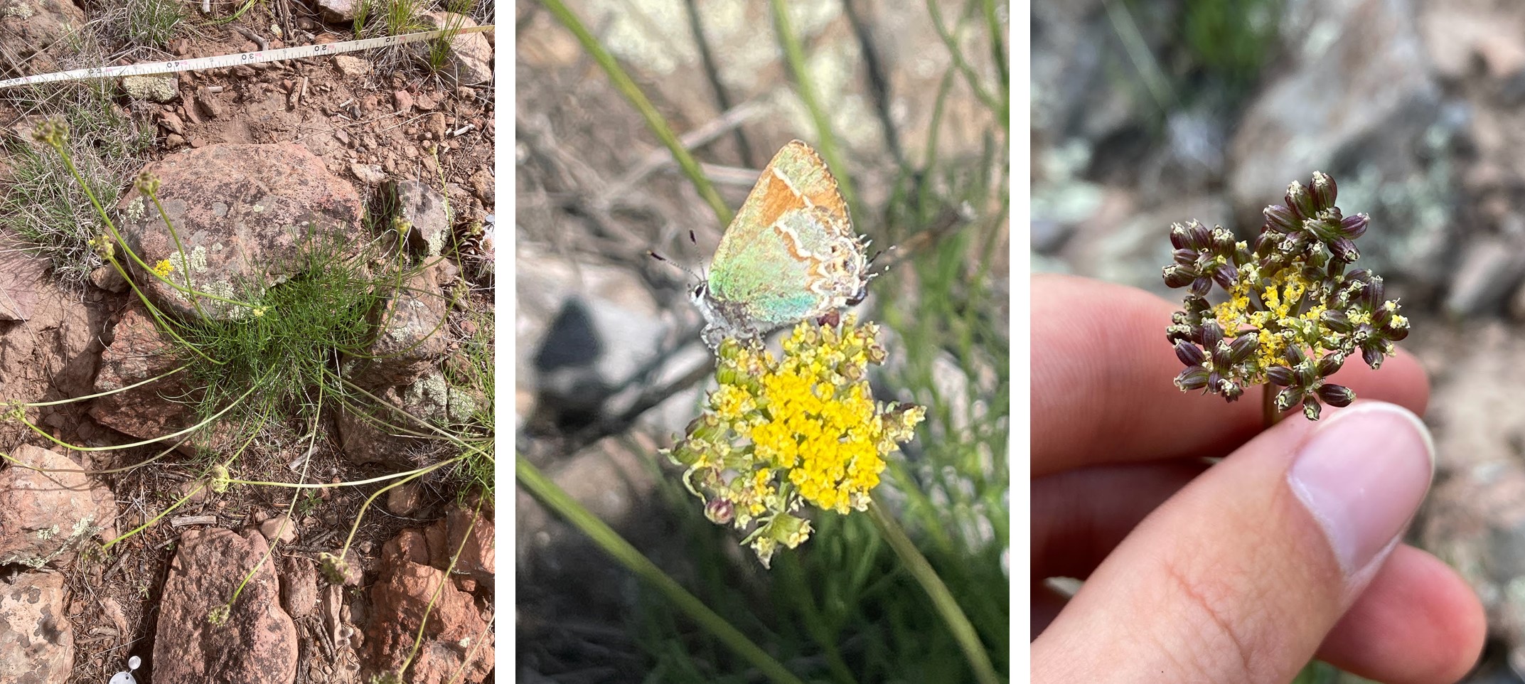 Raring to Go: An Inside Look at the Rare Plants Field Season ...
