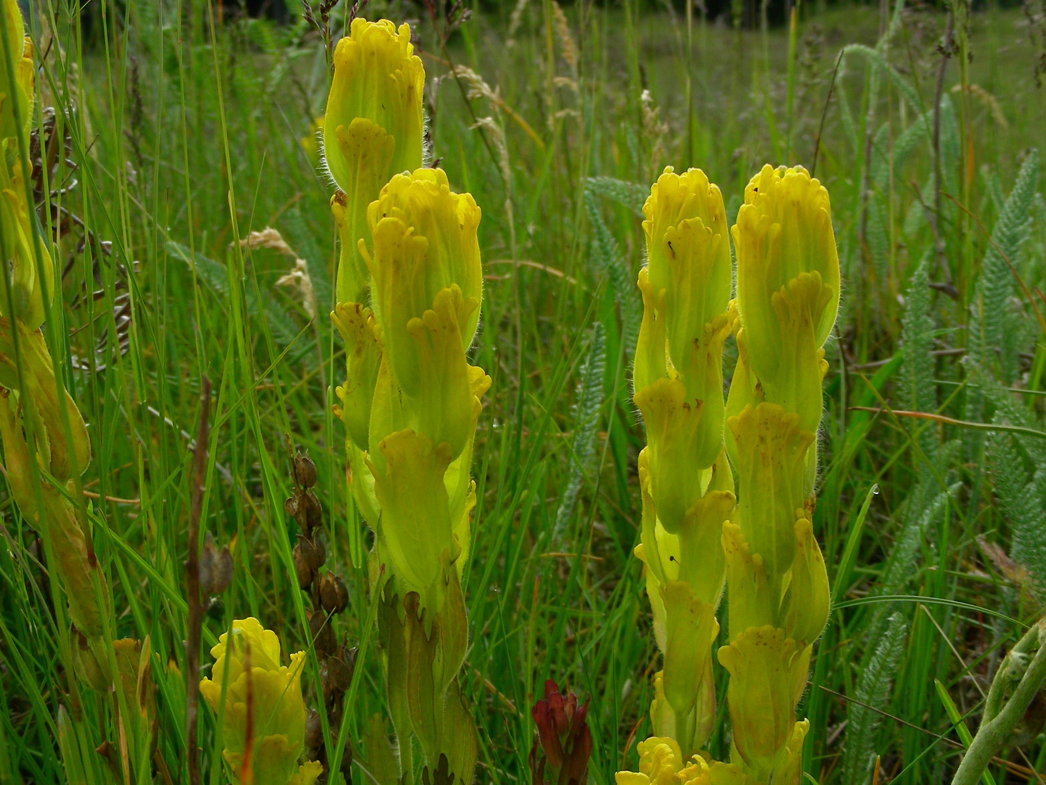 Rare and Endangered Plants of Western Cascadia - Institute for Applied ...