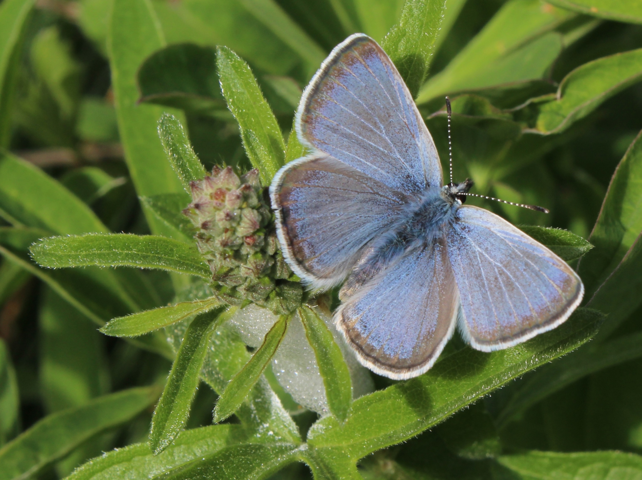 A Big Step Towards Recovery of Fender’s Blue Butterfly - Institute for ...
