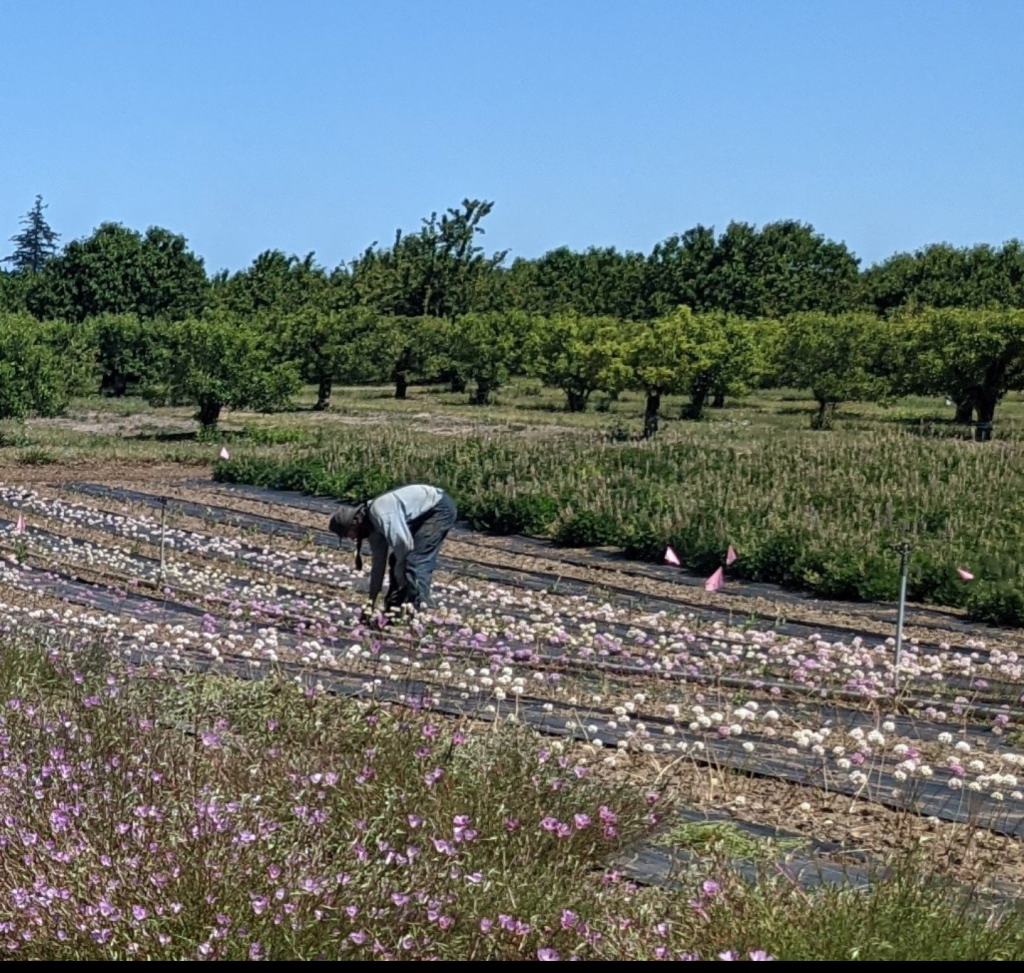Meet the Northwest Plant Materials Program! - Institute for Applied Ecology