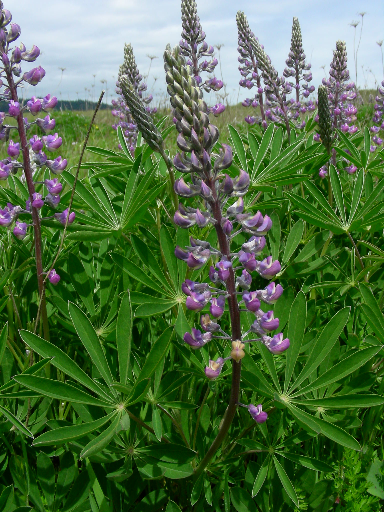 Rare and Endangered Plants of Western Cascadia - Institute for Applied ...