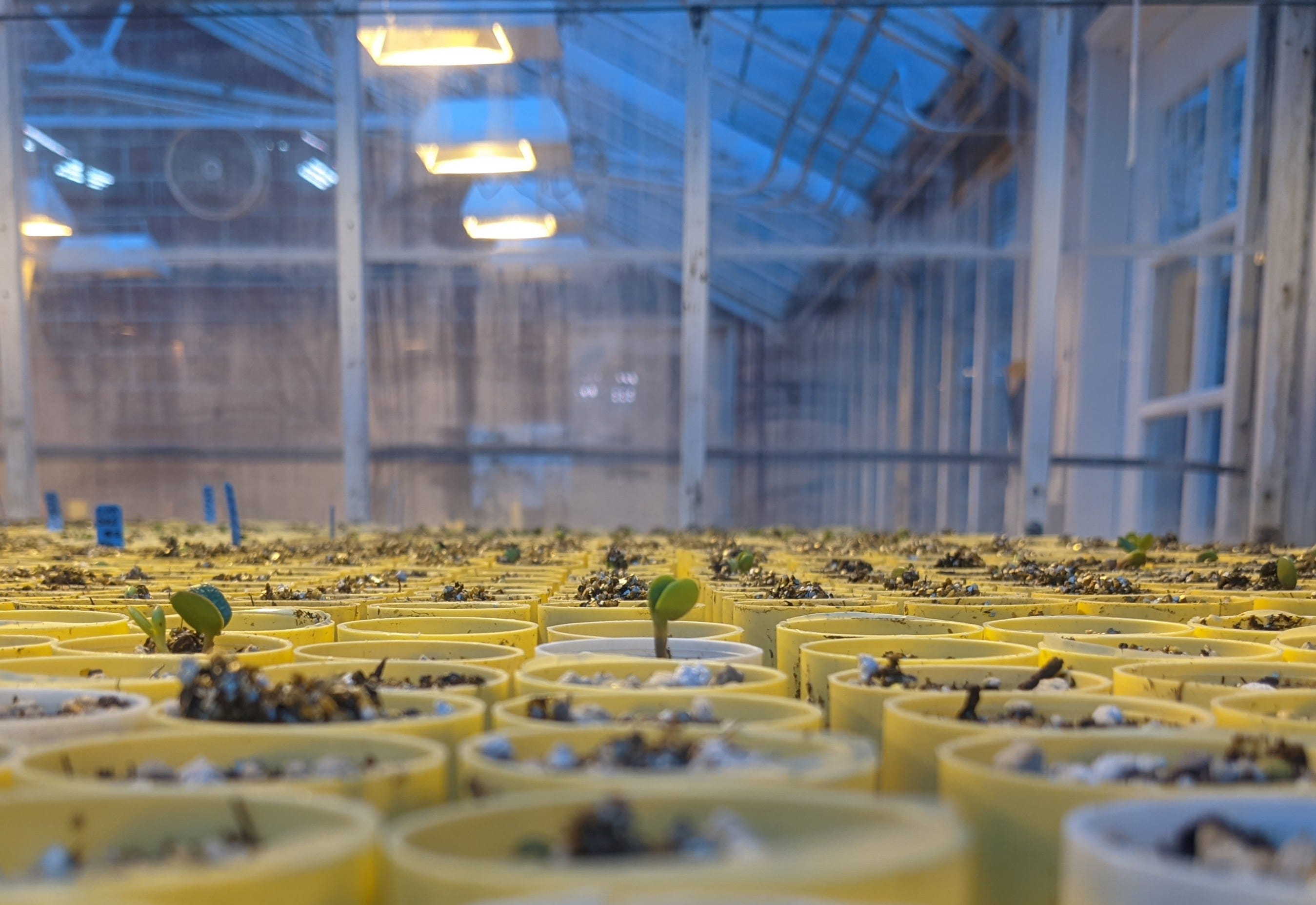 Plant Materials - Institute for Applied Ecology