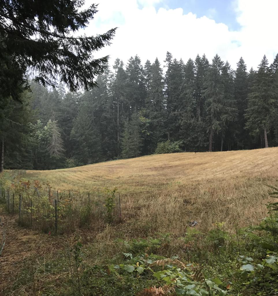 A meadow you’ll see on the Corvallis-To-The-Sea Trail - Institute for ...