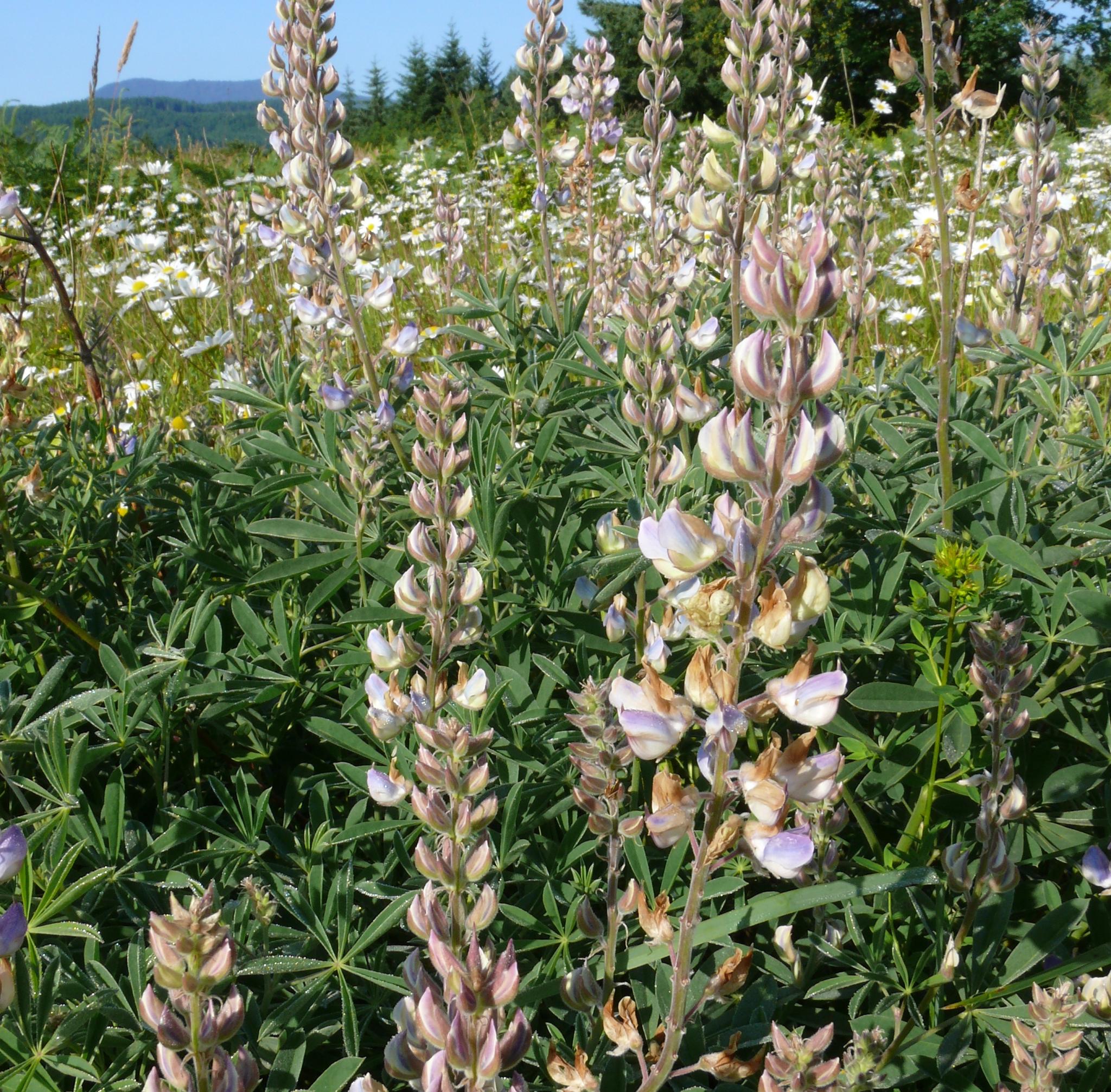 Planting Kincaid’s lupine to help rare butterflies - Institute for ...