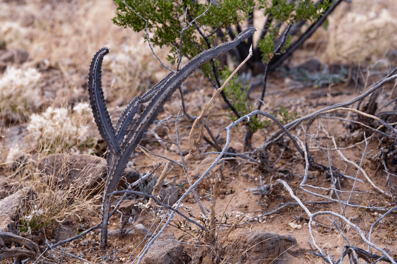 Night Blooming Cereus in the Chihuahuan Desert - Institute for Applied ...