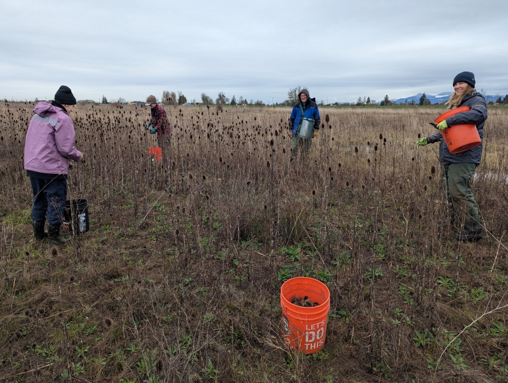 Teasel Removal at Turtle Swale in the West Eugene Wetlands - Institute ...