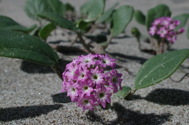 Conservation and Restoration of Pink Sand Verbena in the Oregon Dunes ...