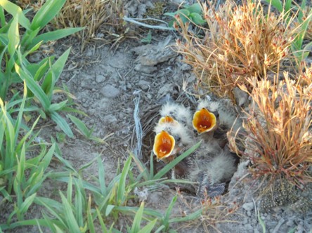 On the Edge of the Prairie: Creating Safe Nesting Habitat for the ...