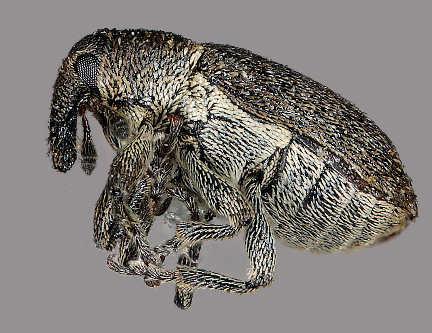 Tiny, But Mighty: Weevils and the Battle for Checkermallow Restoration ...