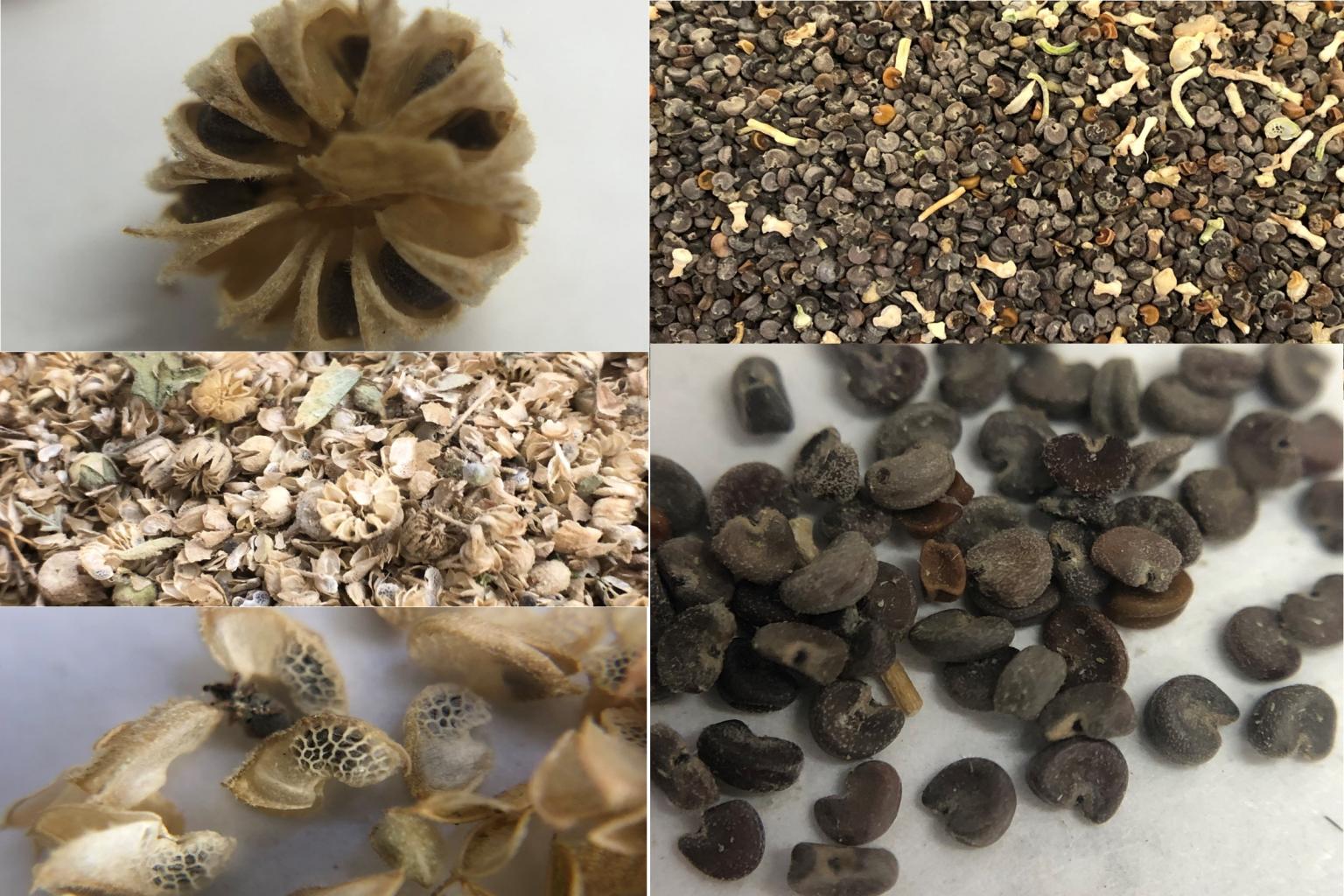 Seed Cleaning: Diverse Needs for Diverse Seeds - Institute for Applied ...