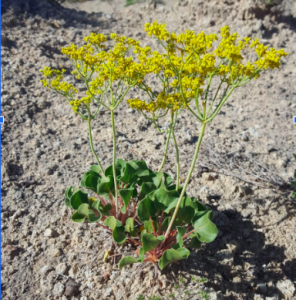 Buckwheat season approaches - Institute for Applied Ecology