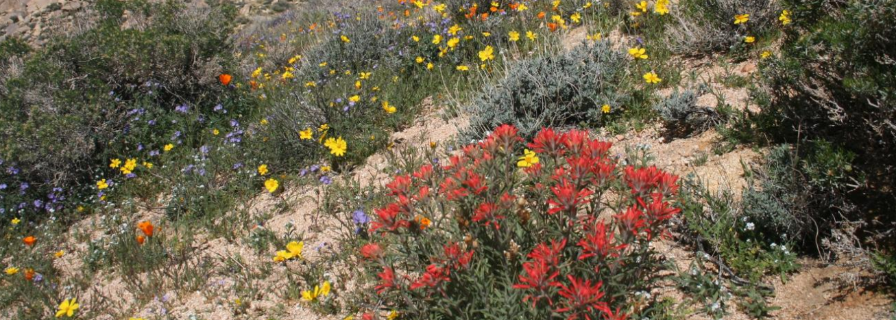 Mojave Desert Native Plant Guide - Institute for Applied Ecology