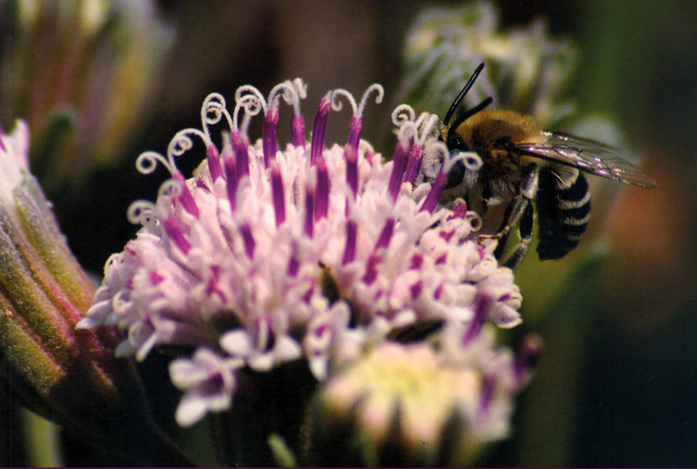 Using Native Plants to Create Pollinator Habitat in Southwest Oregon ...