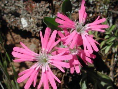 Native Plants - Institute for Applied Ecology