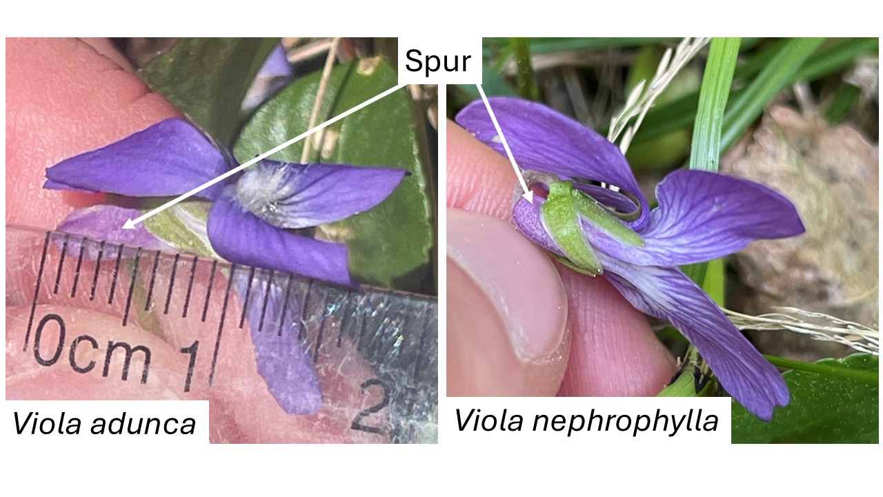 The Butterfly and the Bog Violet - Institute for Applied Ecology
