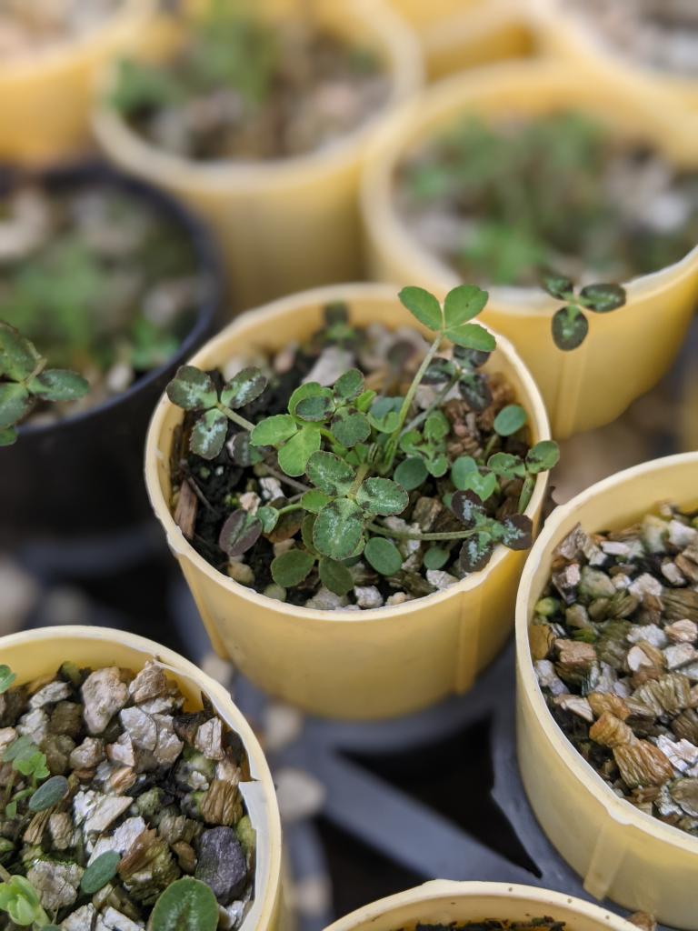 Native Seed Partnerships: Five Things to Know - Institute for Applied ...