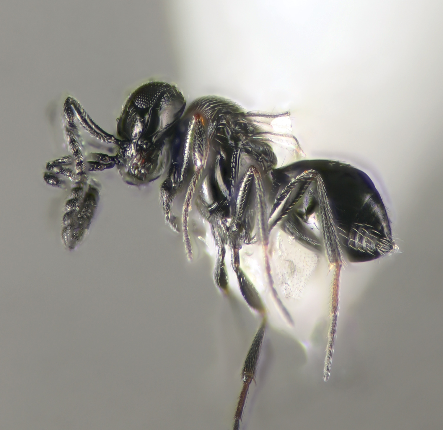 Tiny, But Mighty: Weevils and the Battle for Checkermallow Restoration ...