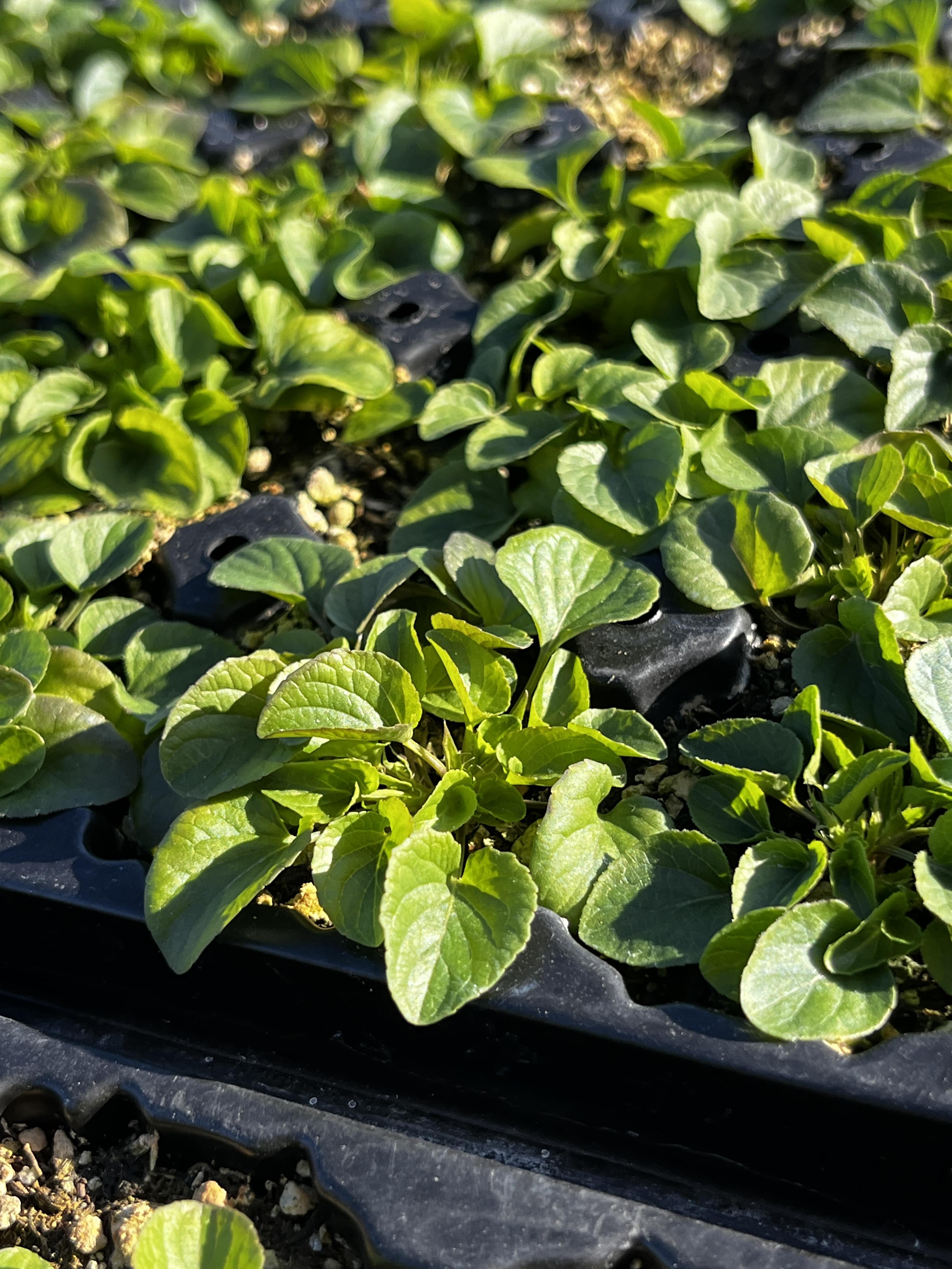 Farm Volunteer Day: Planting Western Dog Violet (Viola adunca ...