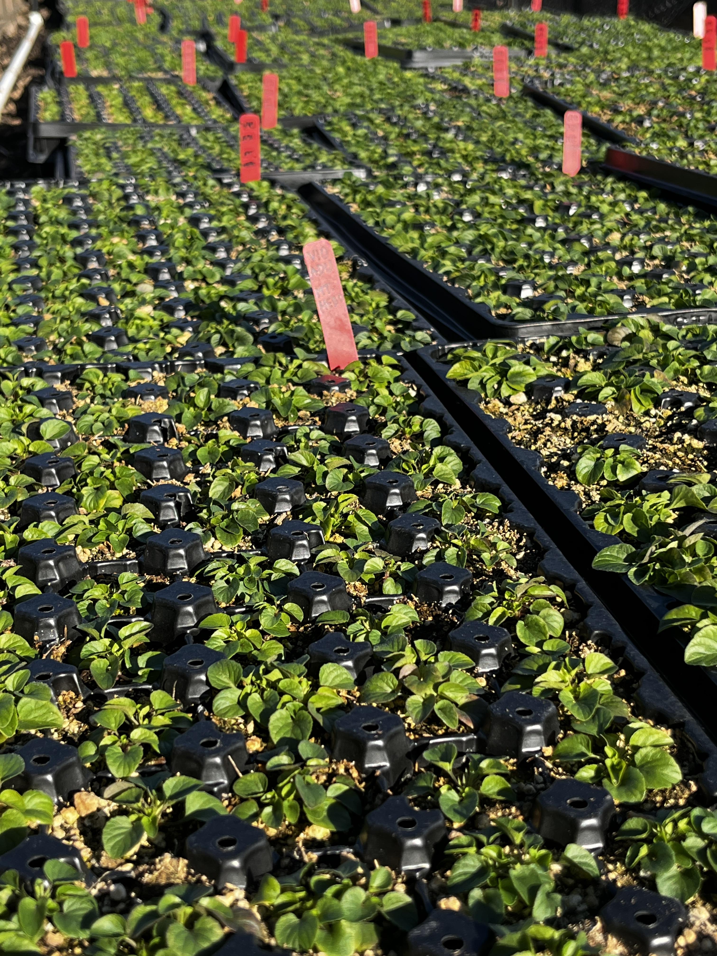 Farm Volunteer Day: Planting Western Dog Violet (Viola adunca ...