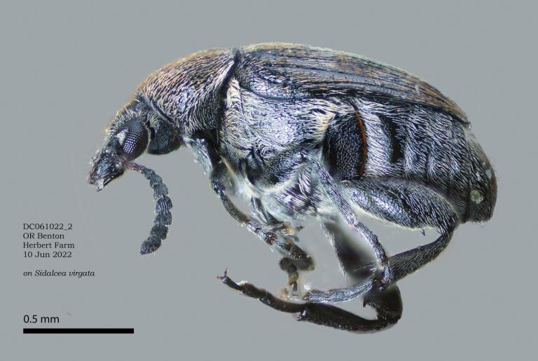 Tiny, But Mighty: Weevils and the Battle for Checkermallow Restoration ...